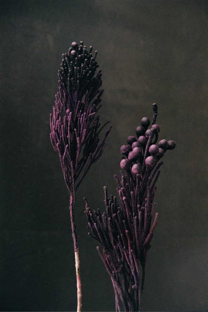 Between organicity and brand image, the harmony of Studio Valentin Abad ...